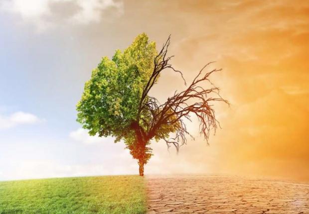 Réunion 6 - Conférence SFFC : L’adaptation des forêts au changement climatique